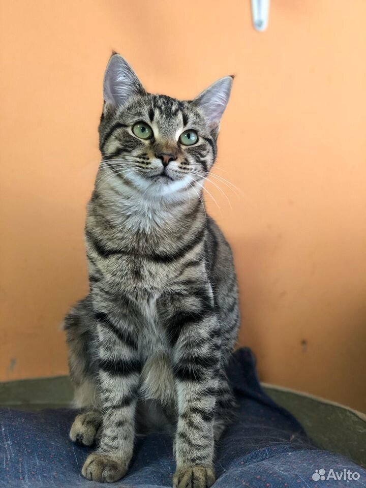 Полосатый котенок-девочка