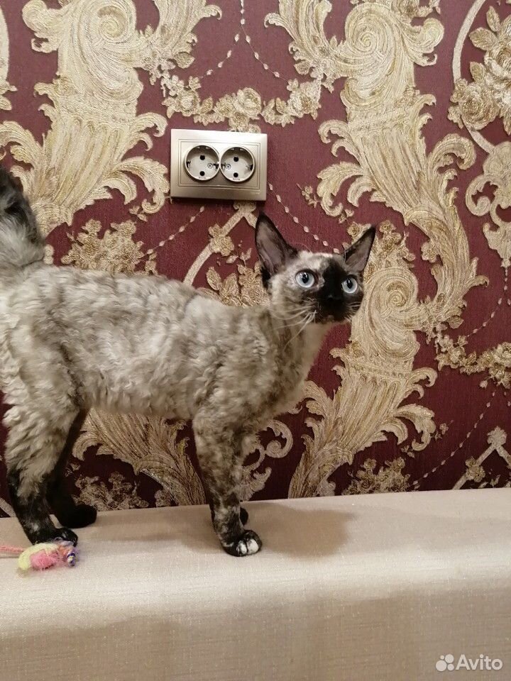 Девон-рекс минковая черепаха