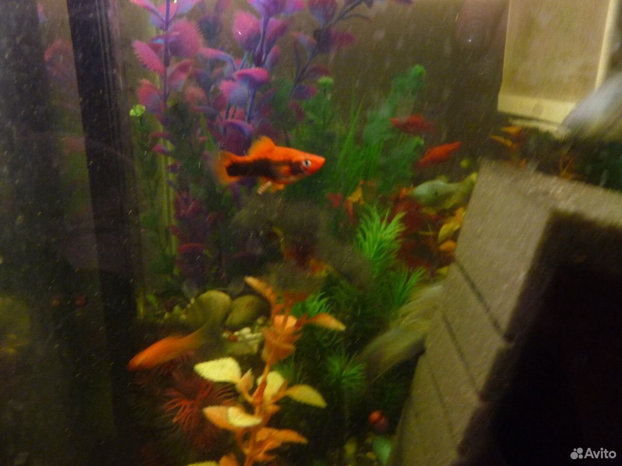 Рыбки красного меченосца