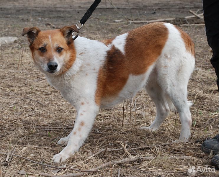 Кора, спокойная, ласковая девочка, в добрые руки
