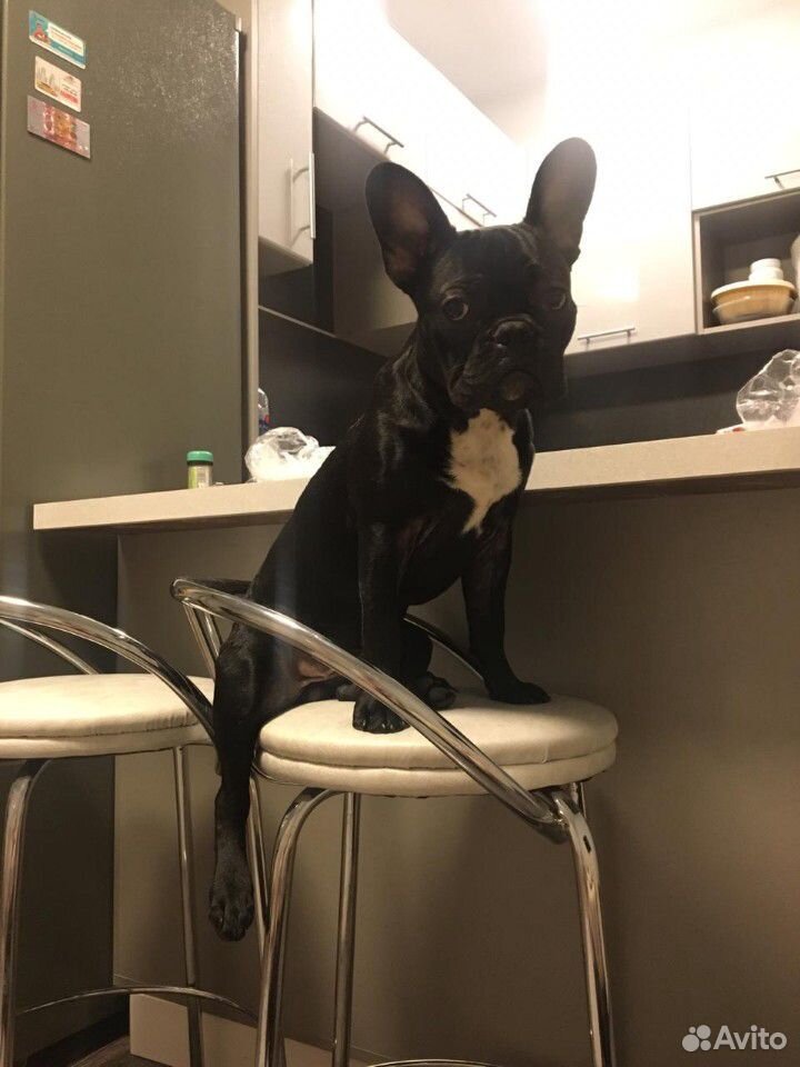 Французкий бульдог Кобель Вязка