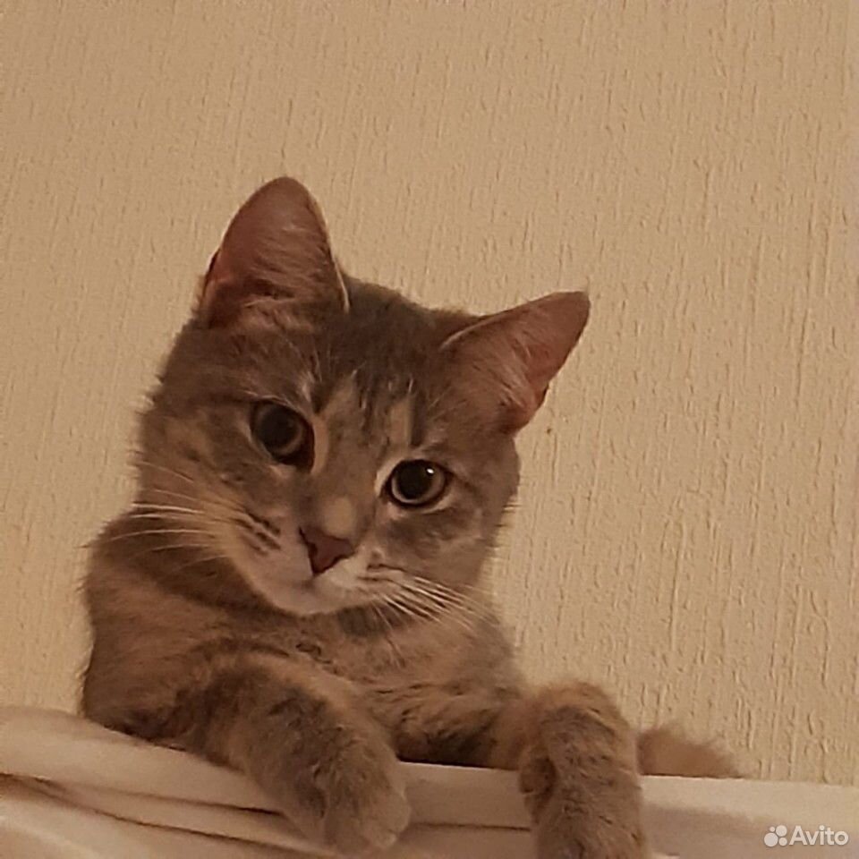 Плюшевый котенок - девочка в хорошие руки