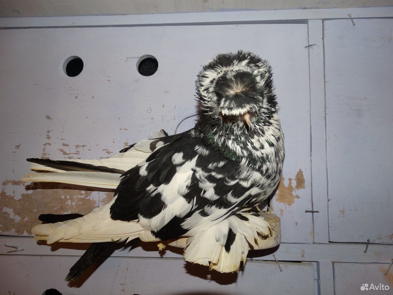 Бухарские Голуби