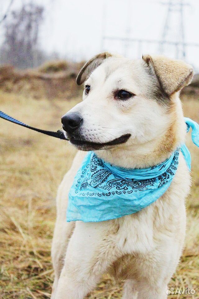 Молодая собака Флёр в дар