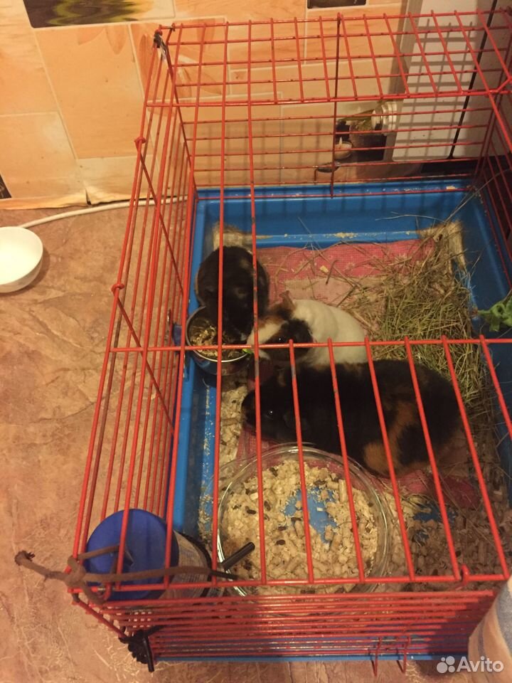 Морская свинка Тедди