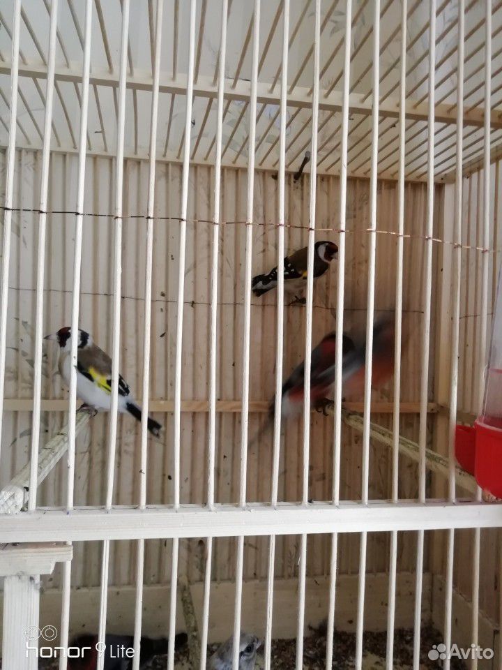 Лесные птицы