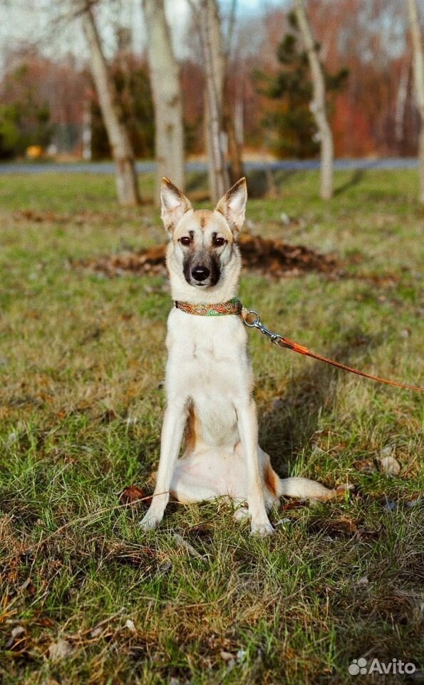 Длинноногая красотка Ася ищет дом