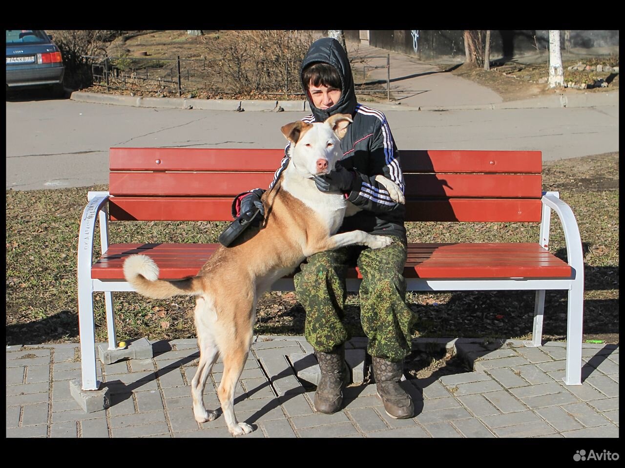Собака Марго ищет семью