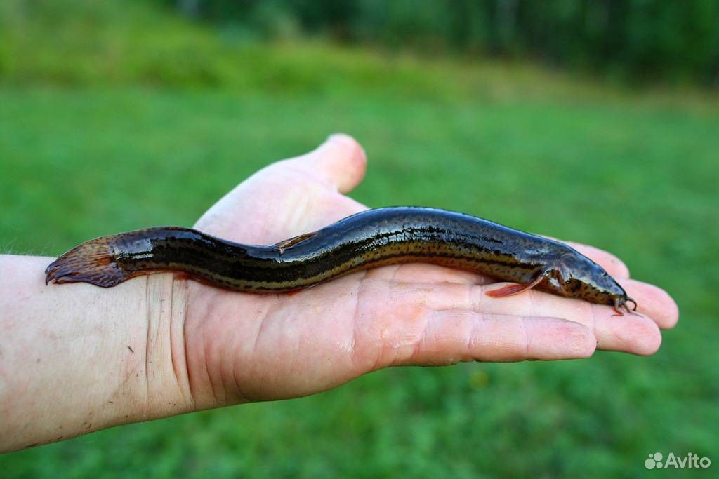 Вьюн-санитар для пруда/Живая рыба