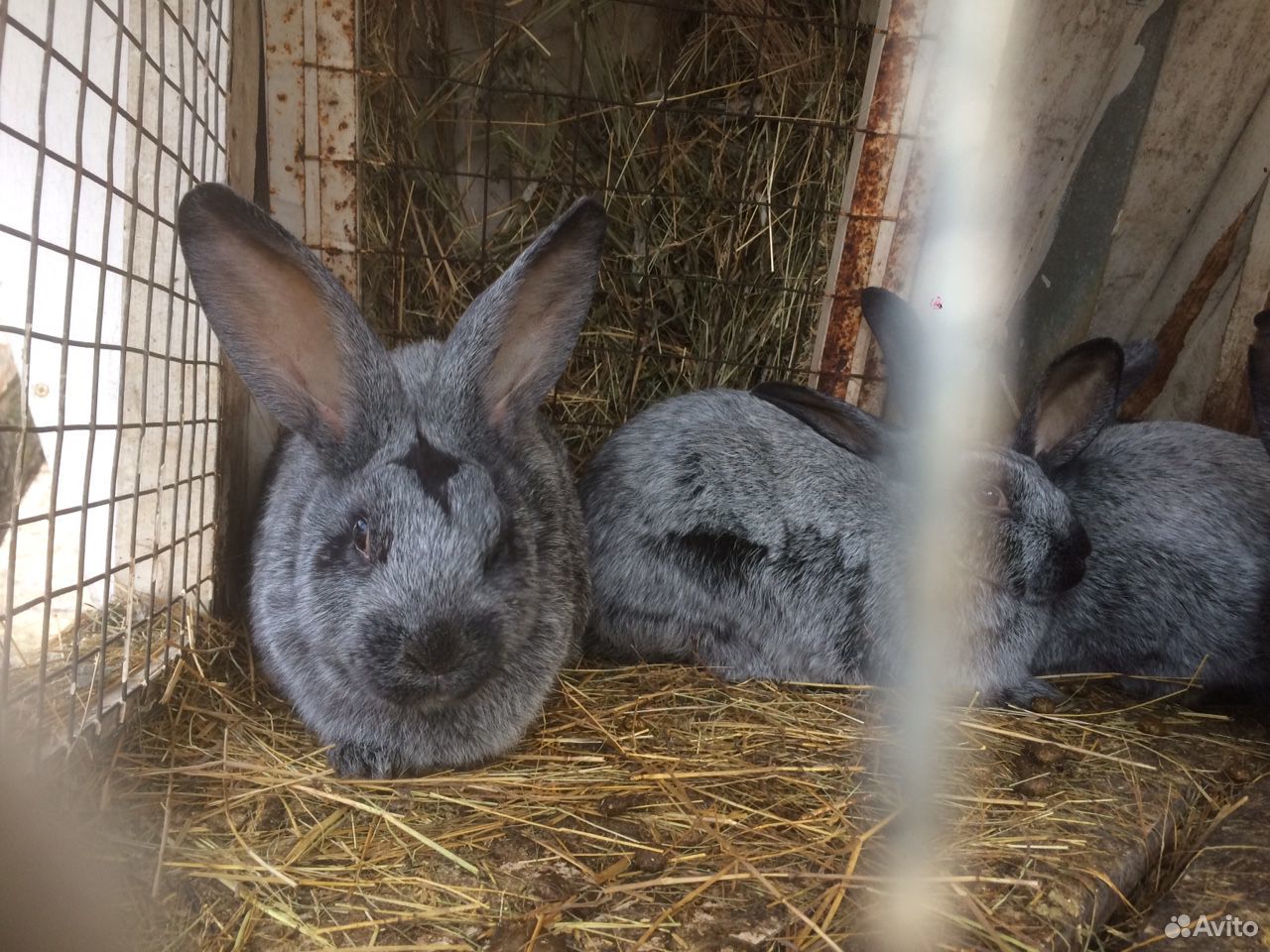 Кролики полтавское серебро, нзб