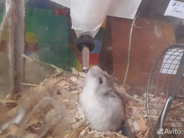 Хомяки
