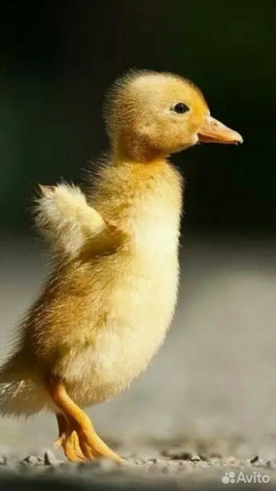 Утята стар 53