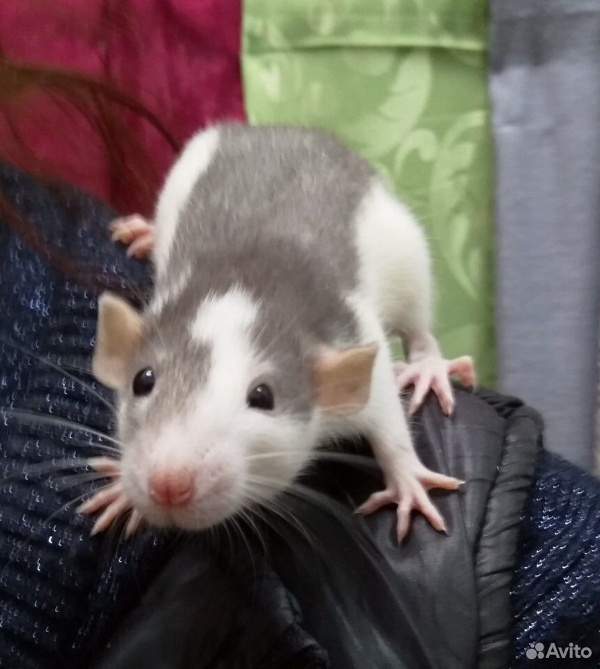 Грызуны опт и розница