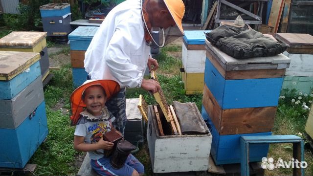 Пчелопакеты Бакфаст, Карника