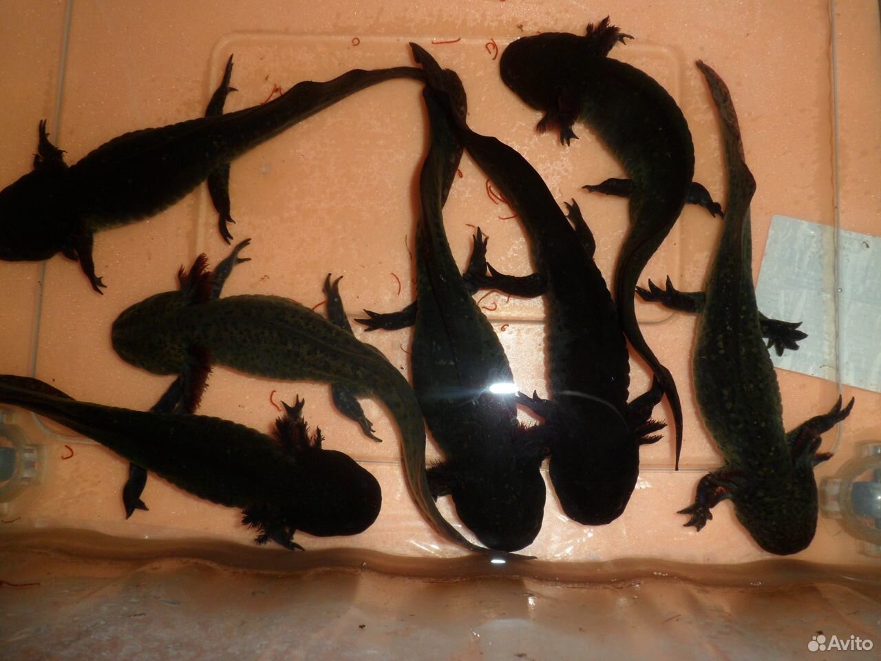 Аксолотль черный
