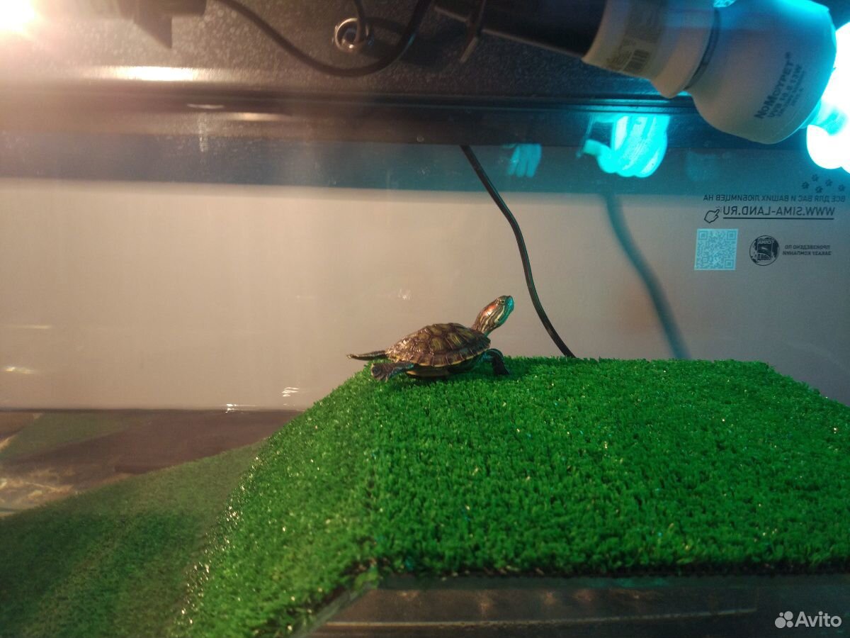 Аквариум (террариум) с красноухой черепахой