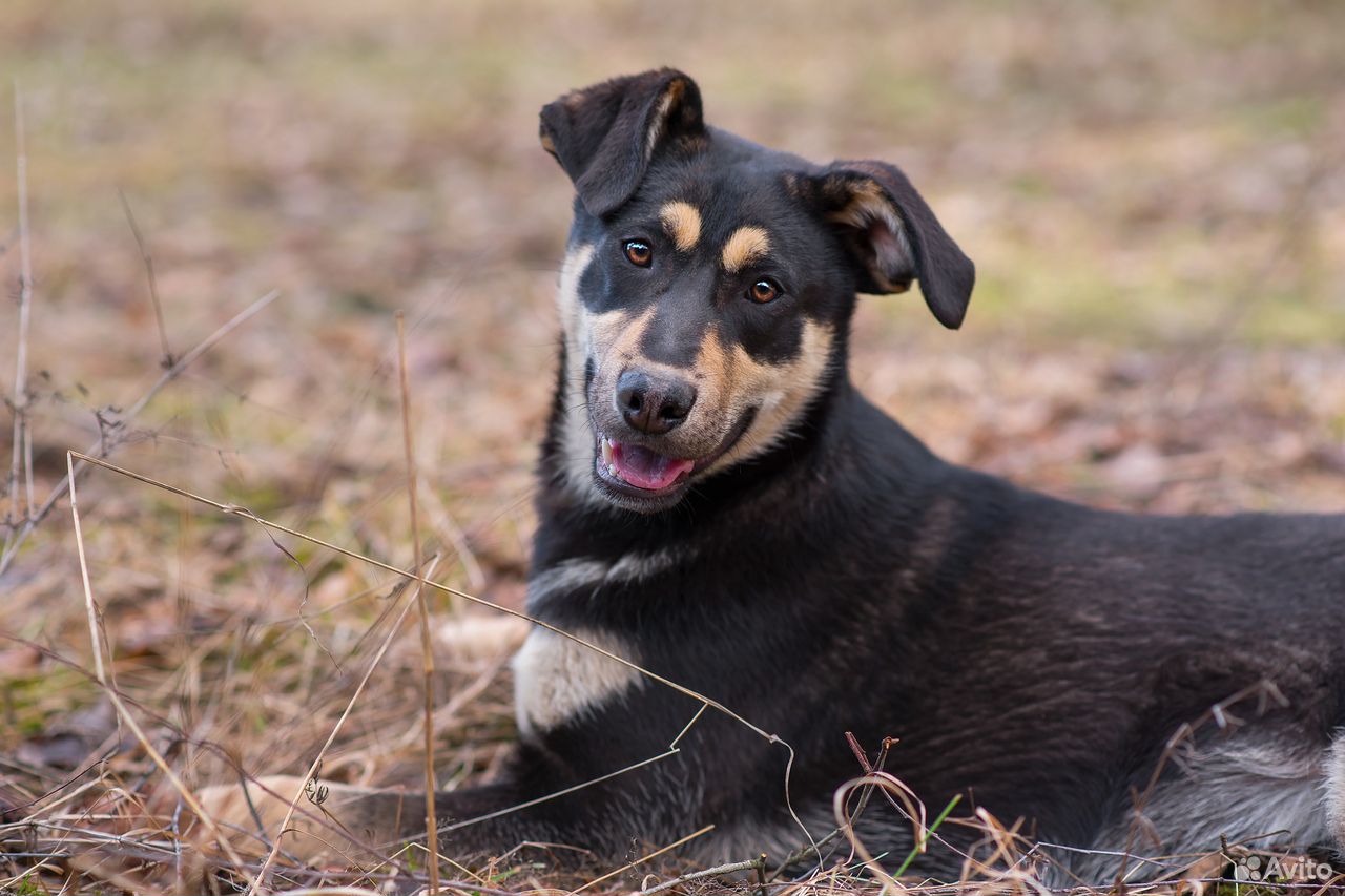 Чудесная девочка Глория ищет дом