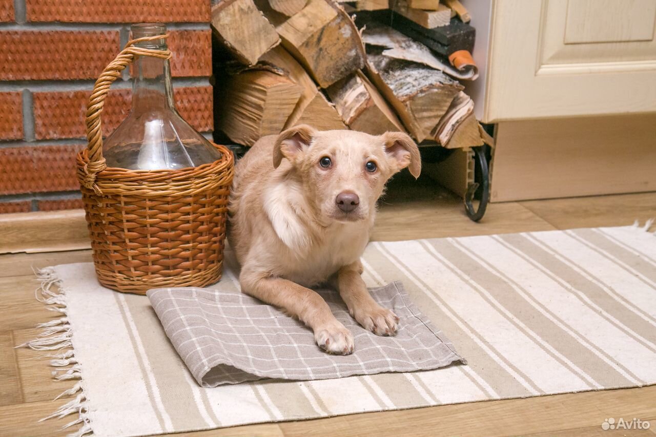 Бежевый гладкошерстный щенок Злата 3м Стерилизован