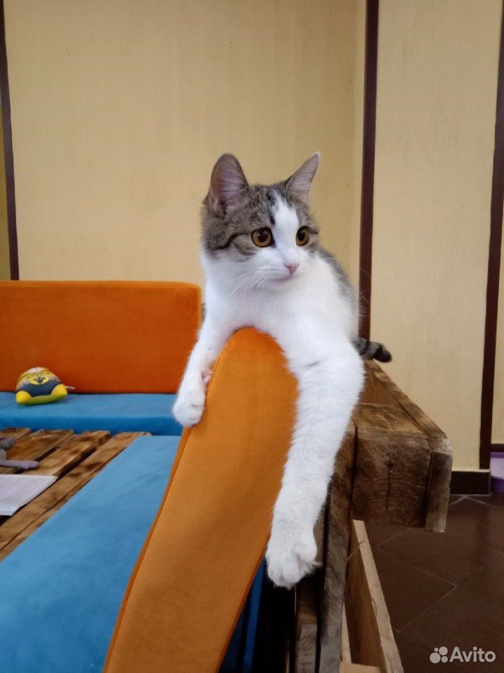 Панда ищет дом