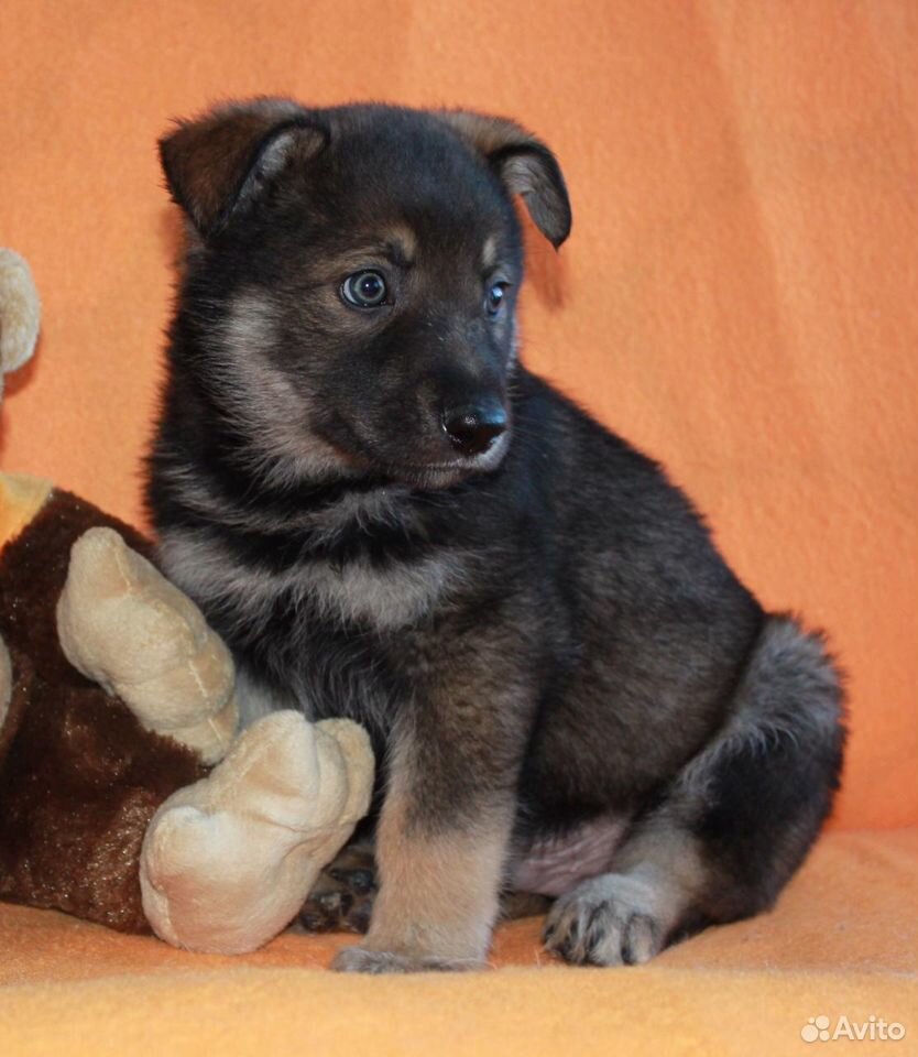 Ищем семью для Малышей