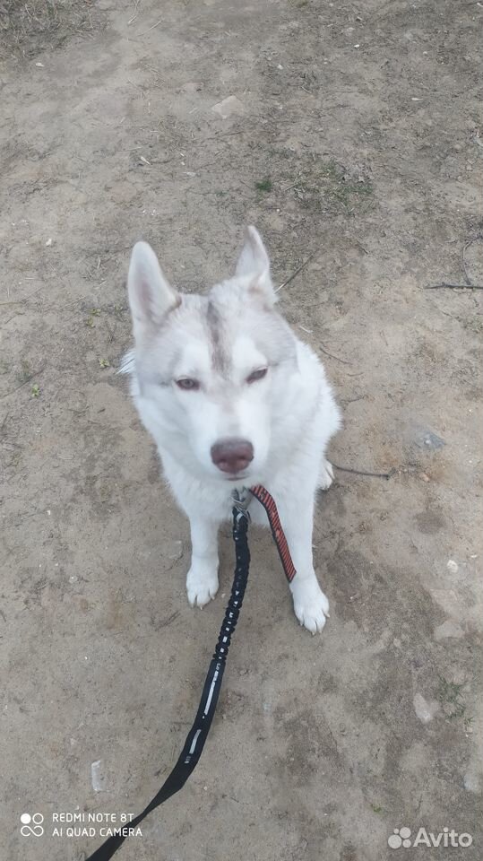 Сибирский хаски