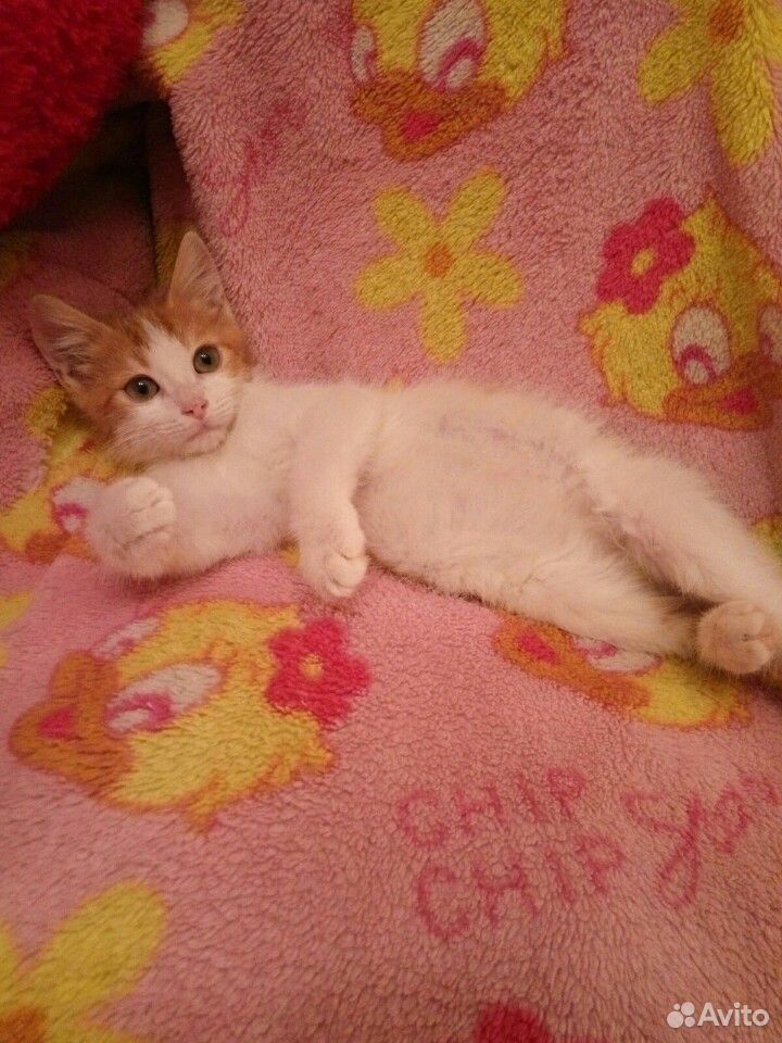 Красавчик