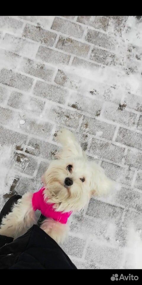 Вязка мольтийская болонка мини