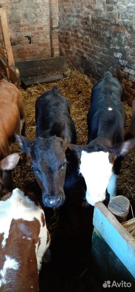 Бычек от домашней коровы