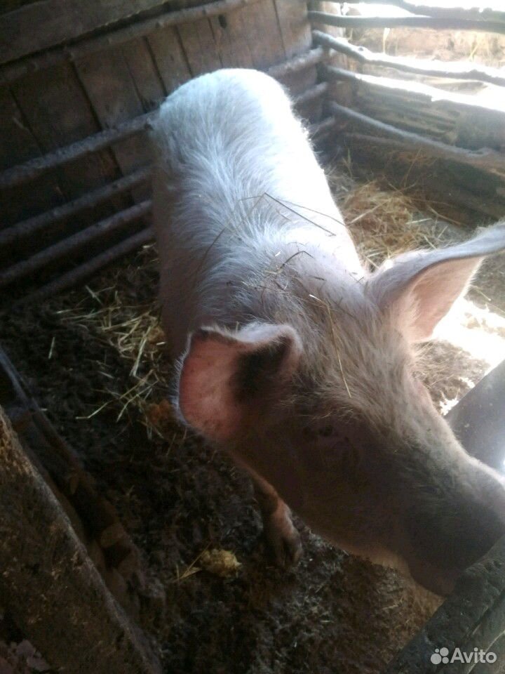 Продаётся хряк