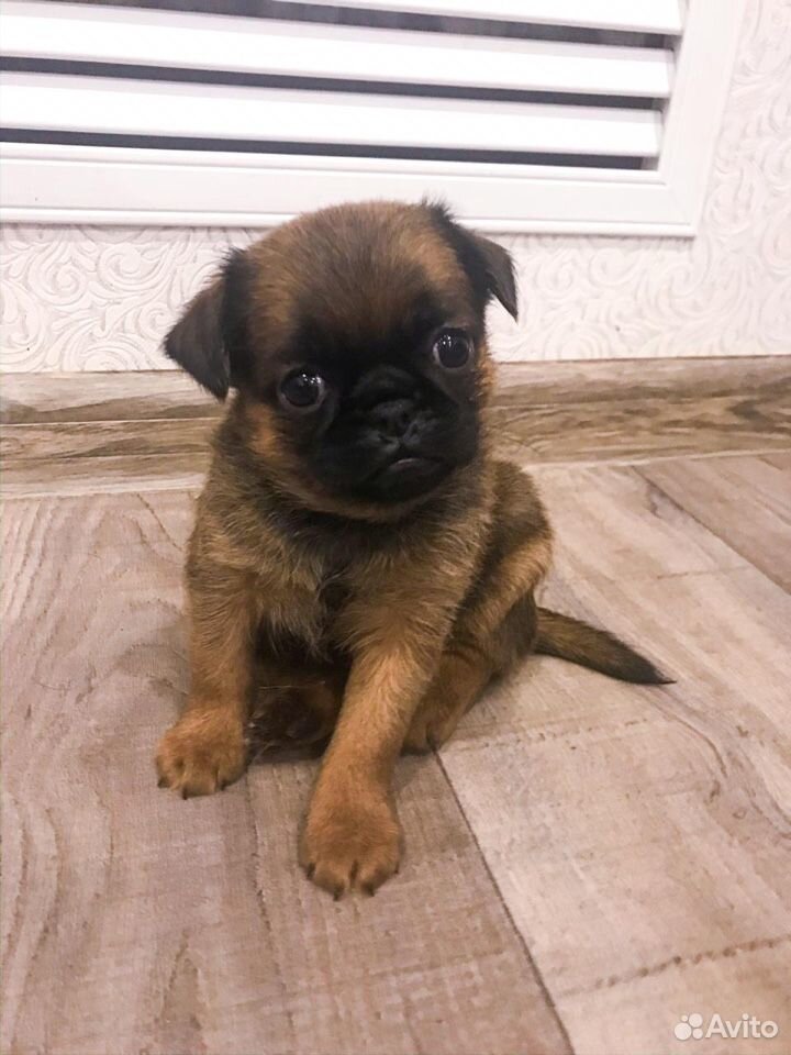 Пти брабансон