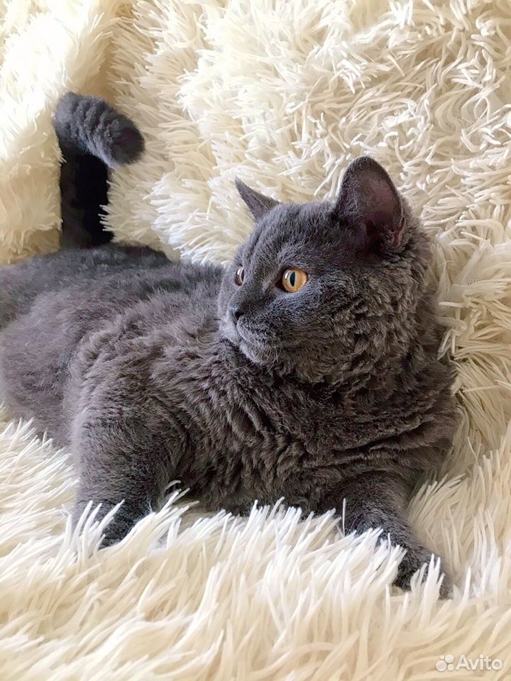 Кудрявый «британский» барашек в добрые руки