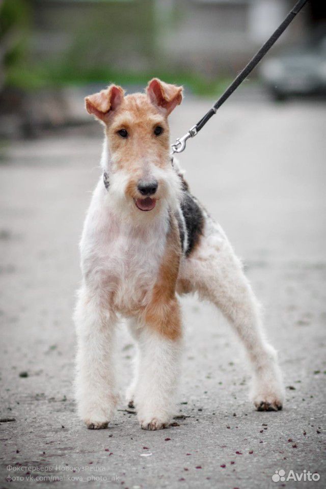 Фокстерьер для вязки