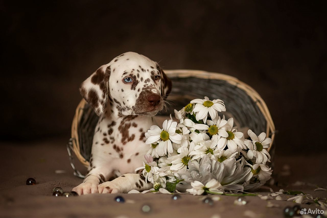 Шоколадная леди - далматин