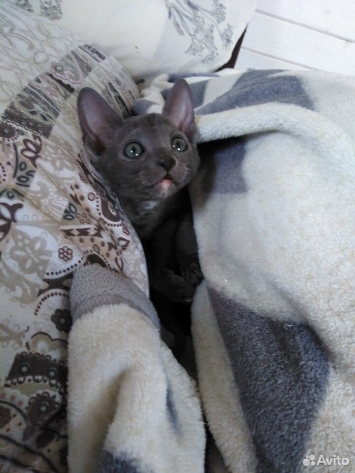 Продам кошечку корнишрекс