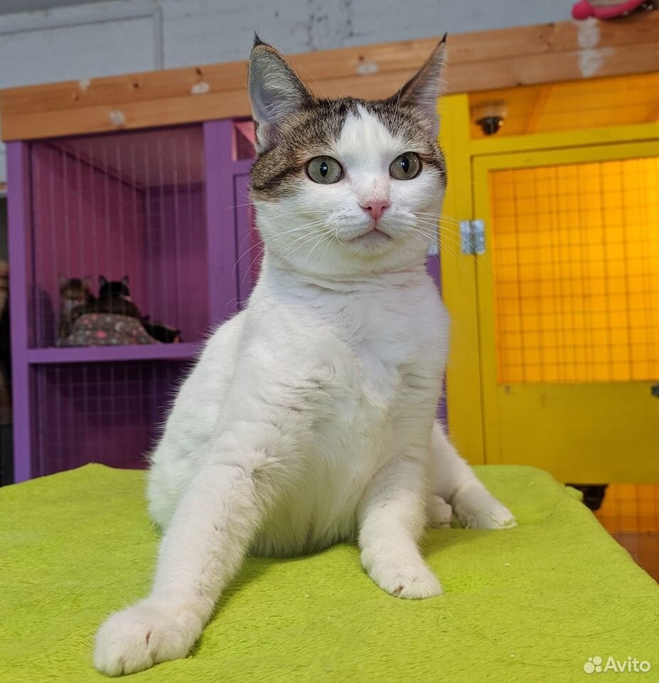 Кошка Белль, 2 года (из приюта)