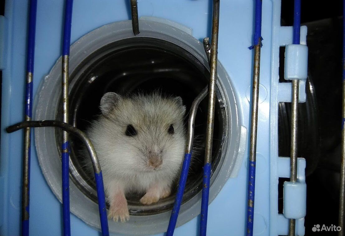 Хомячата джунгарики