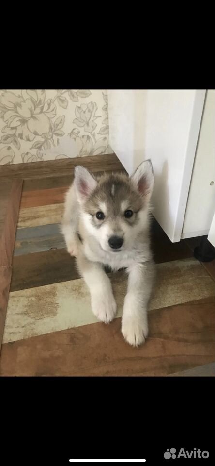 Щенок хаски