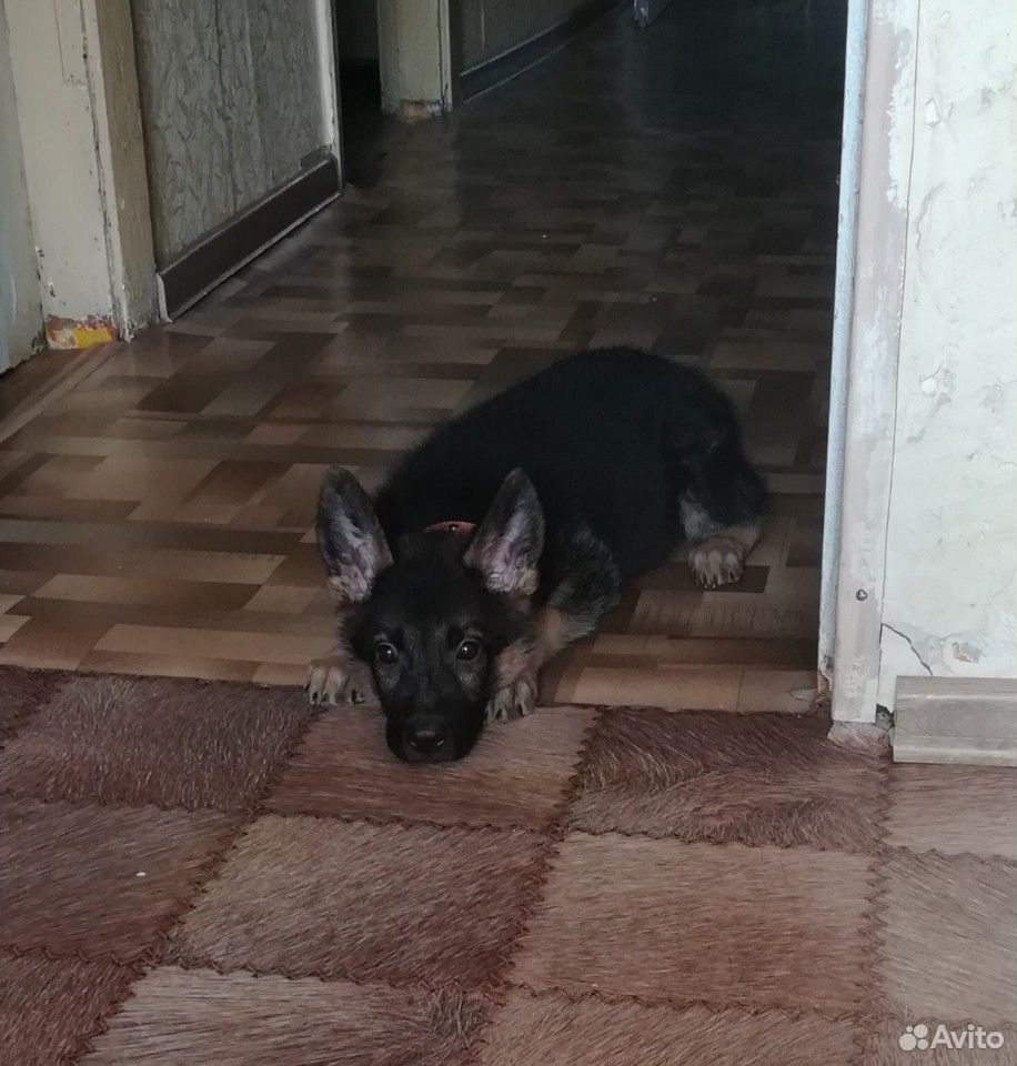 Немецкая овчарка