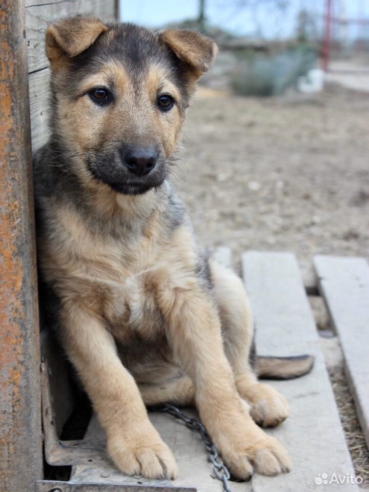 Щенок в добрые руки