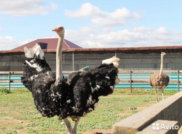 Семья страусов