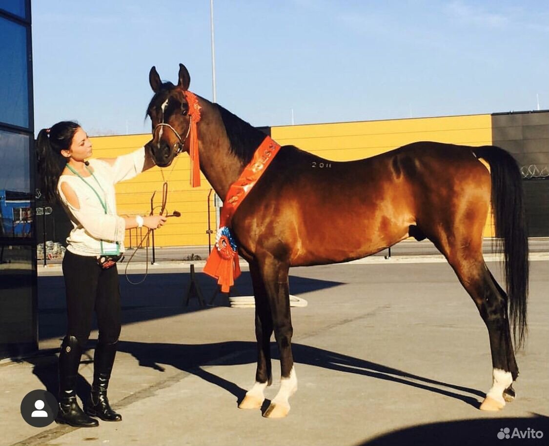 Жеребец арабский чистокровный на случку