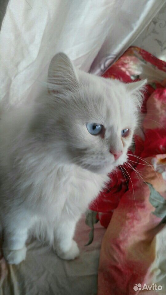 Кошечка Соня