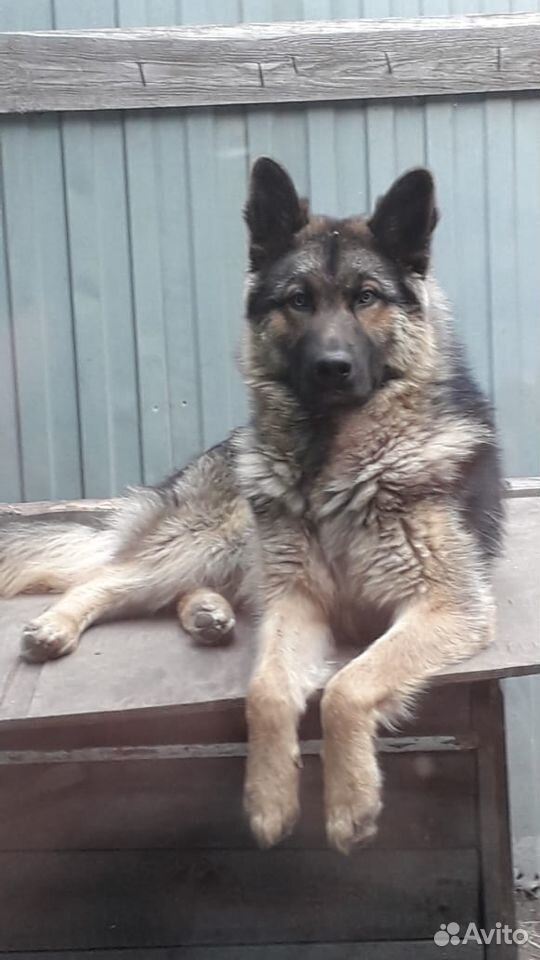 Кобель на вязку