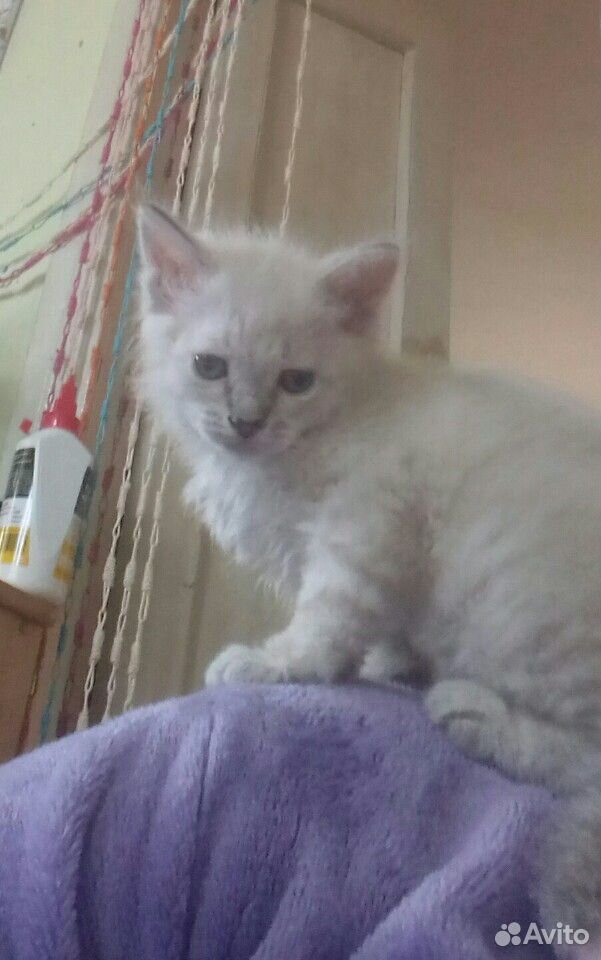 Малышка сиамка