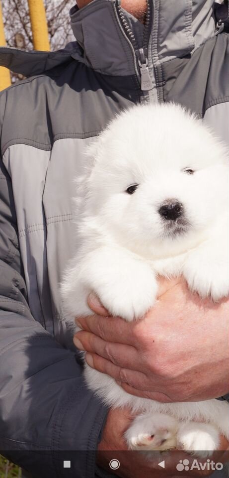 Самоедская собака