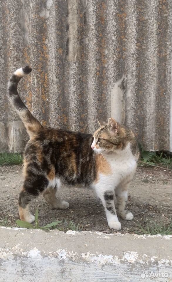 Кошка в добрые руки стерилизованная