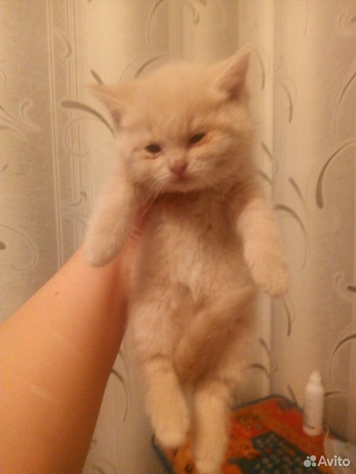 Очень красивые котята