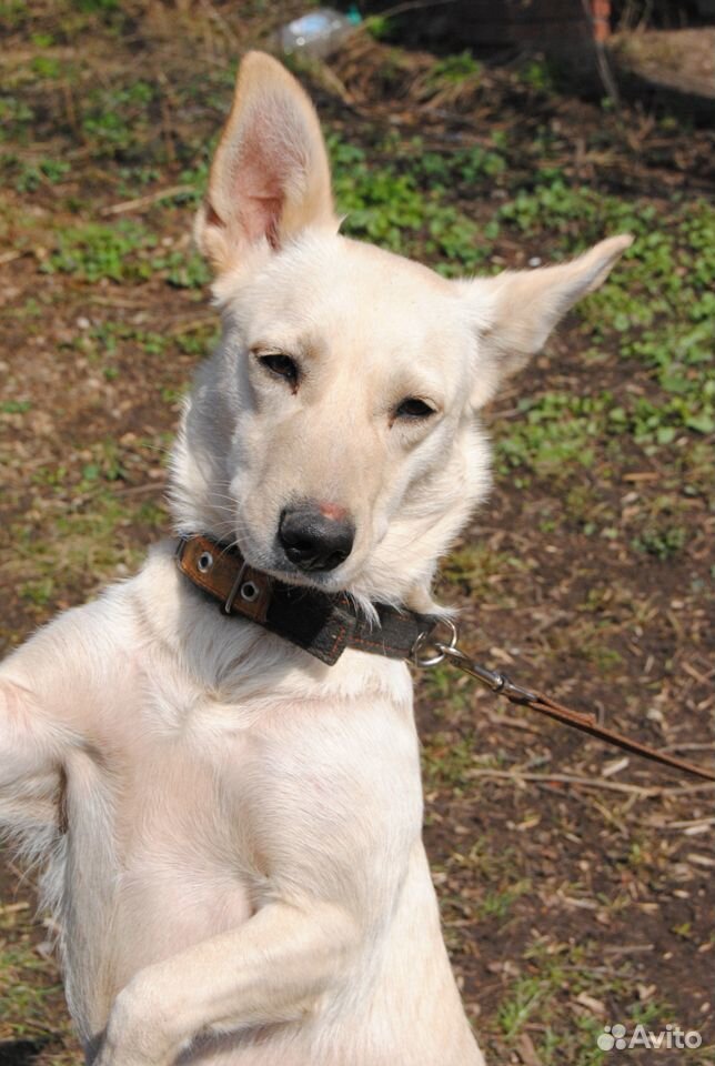 В добрые руки