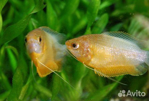 Гурами медовый (бесплатно)