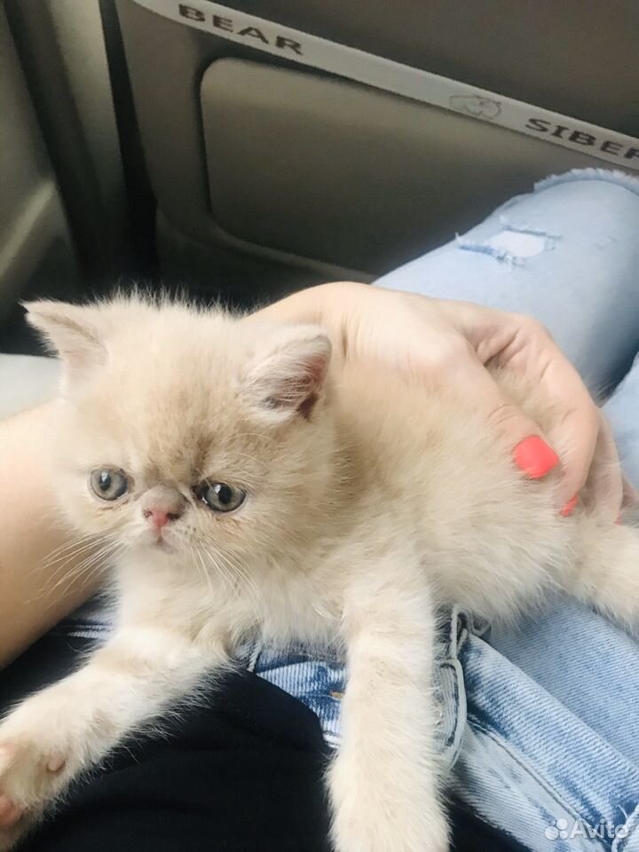Персидский котёнок